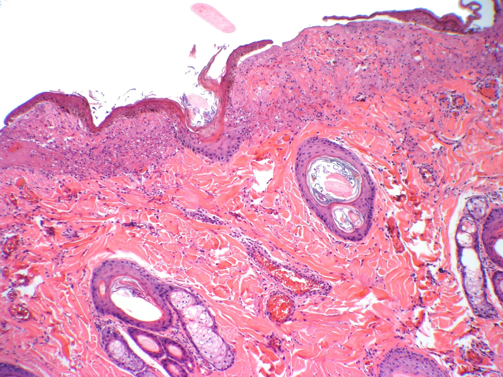 Histopathology – Alaska Veterinary Pathology Services